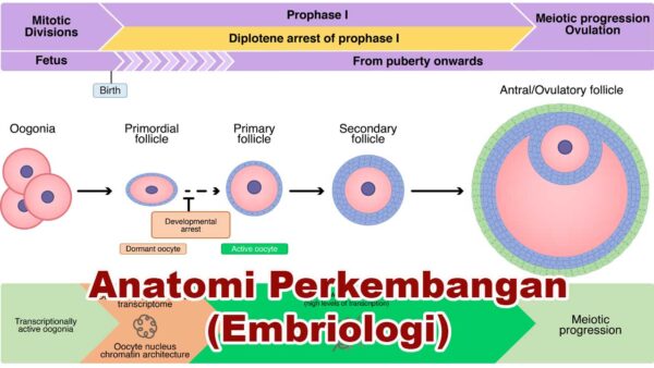 Anatomi Perkembangan (Embriologi): Proses, Tahapan, Dan Signifikansi ...
