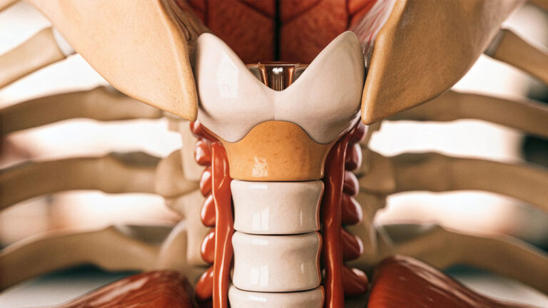Laring (Kotak Suara) Dalam Sistem Respirasi Manusia: Struktur, Fungsi ...