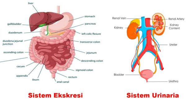 Sistem Ekskresi Dan Urinaria: Pengertian, Organ, Proses, Serta ...