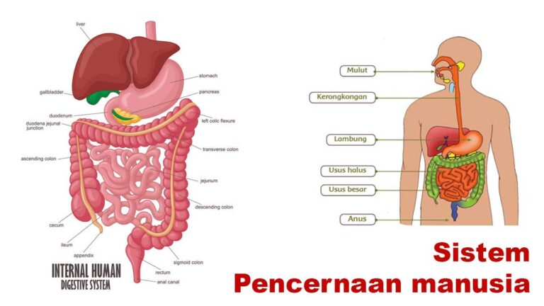 Sistem Pencernaan Manusia: Penjelasan Lengkap, Proses, Dan Fungsinya ...