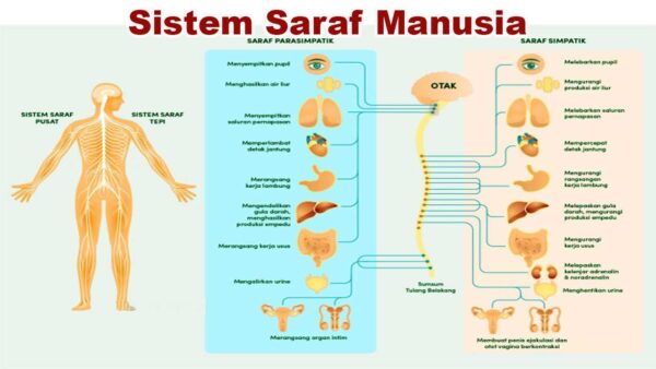 Sistem Saraf Manusia: Struktur, Fungsi, Dan Cara Kerjanya | Sekdik.com