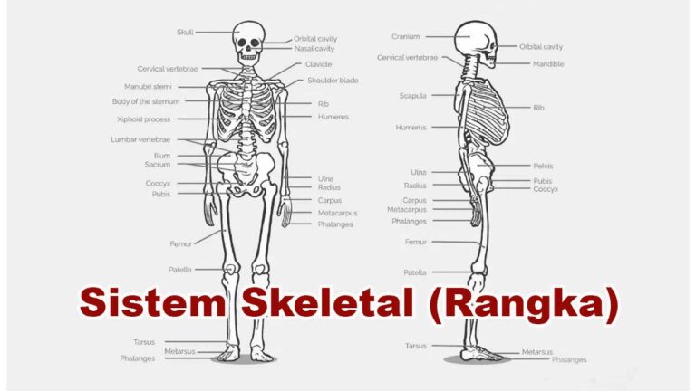 Sistem Skeletal (Rangka) Manusia: Struktur, Fungsi, Dan Pentingnya Bagi Tubuh | Sekdikcom