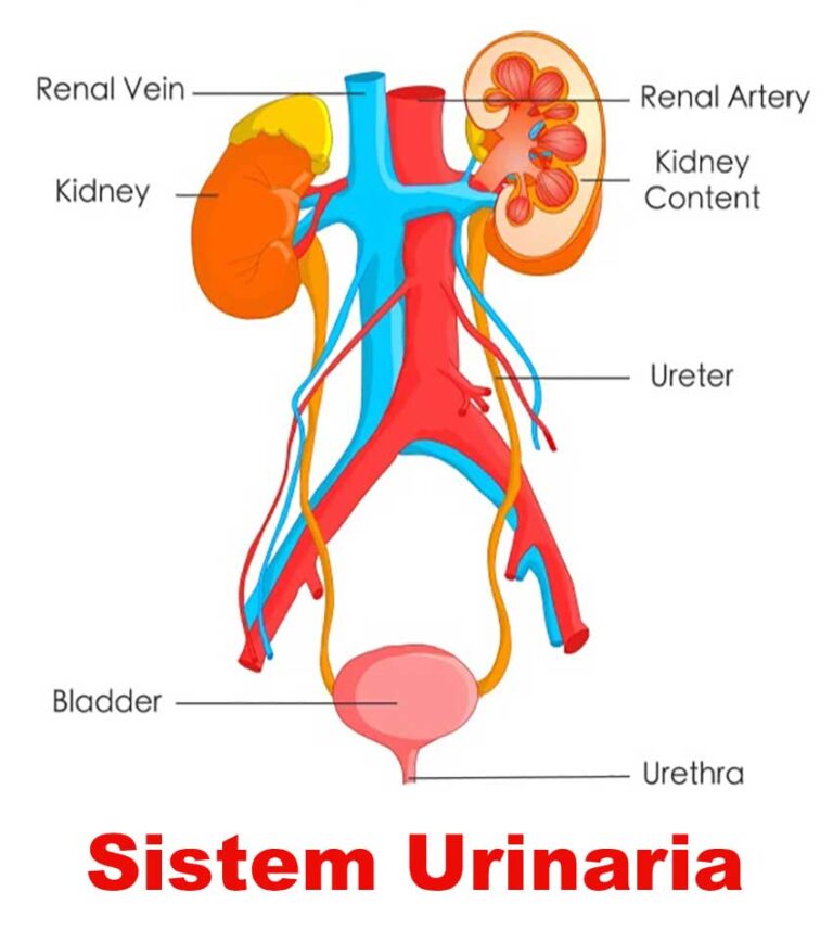 Sistem Ekskresi Dan Urinaria: Pengertian, Organ, Proses, Serta ...